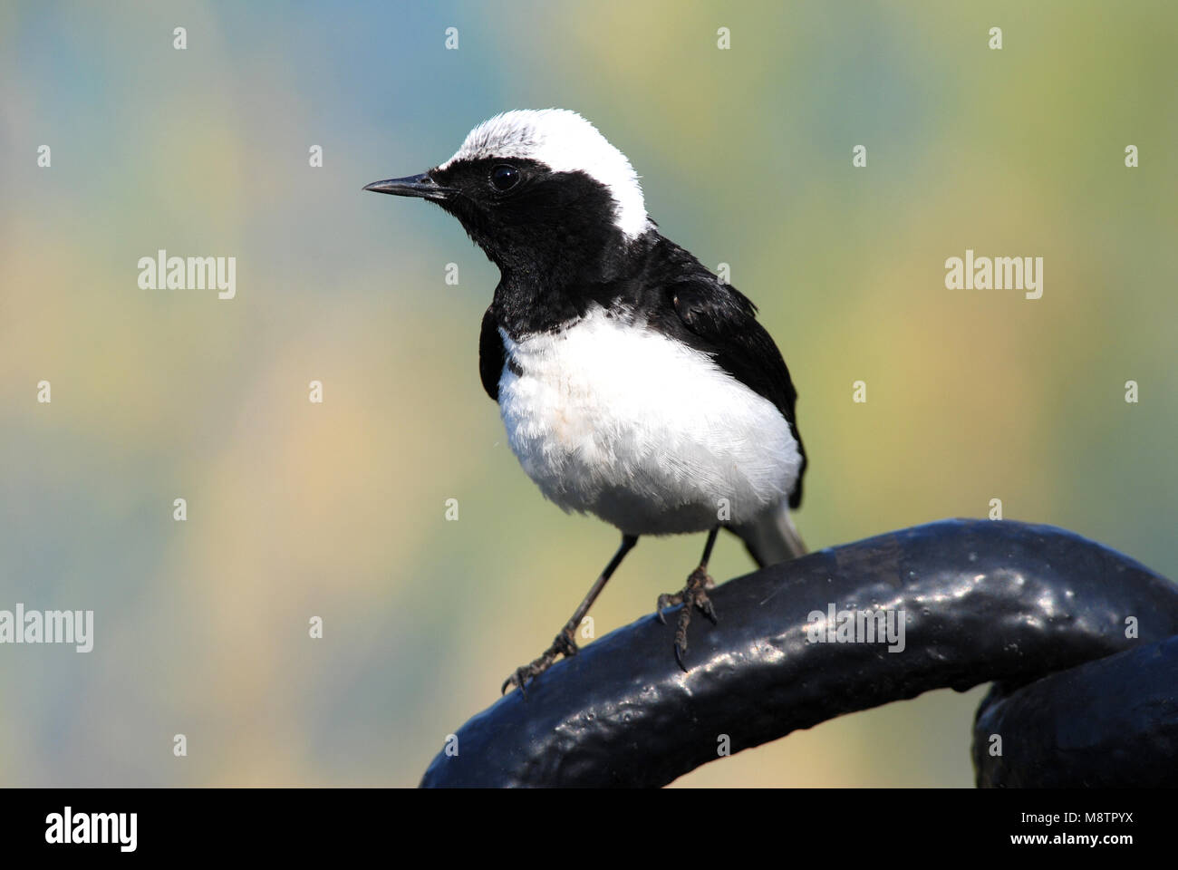 Adult male Pied Wheatear Stock Photo - Alamy