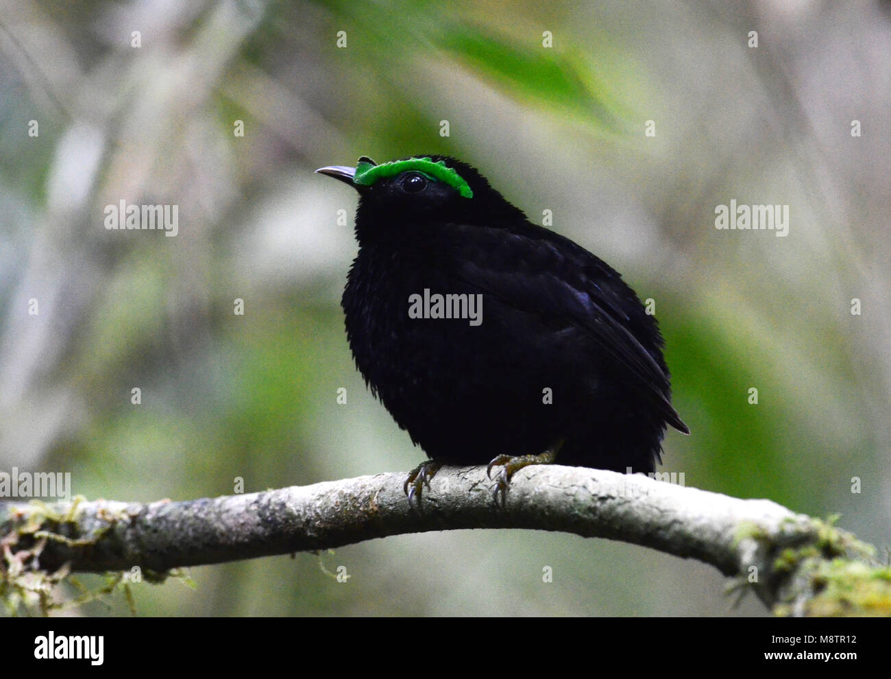Asity madagascar hi-res stock photography and images - Alamy