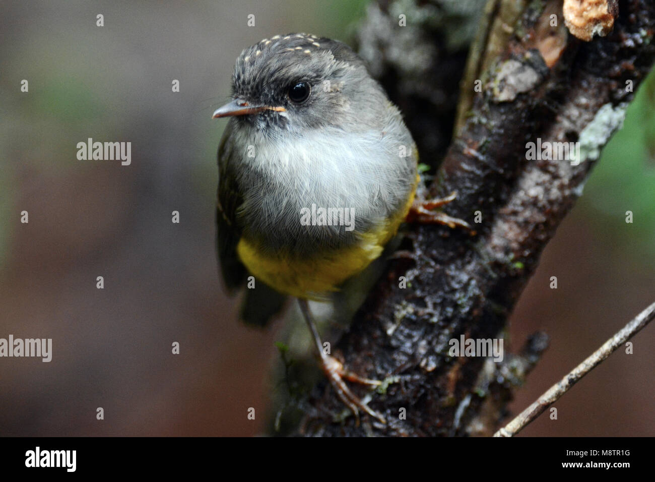 Yellowbellied robin hi-res stock photography and images - Alamy