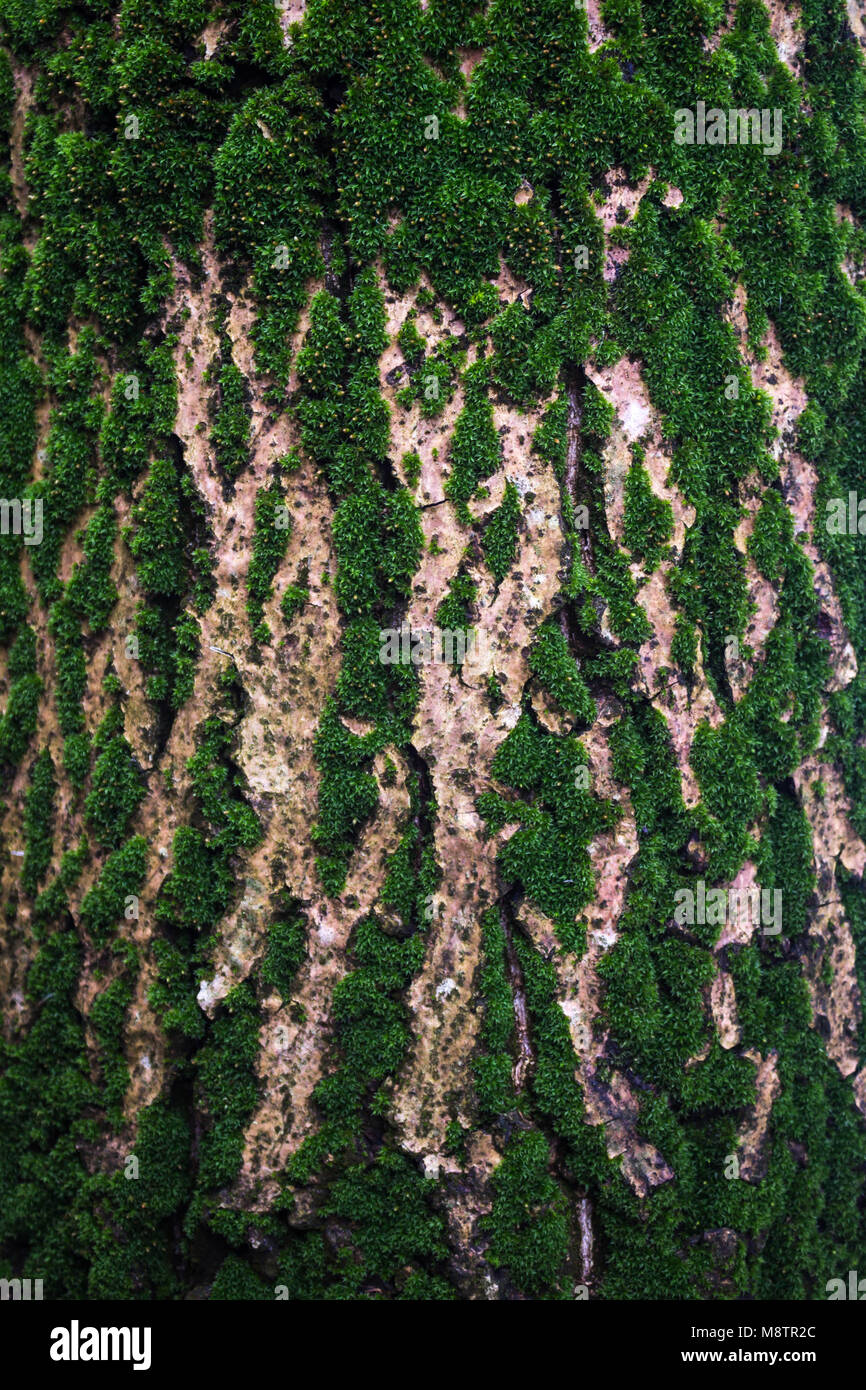 Grown on moss hi-res stock photography and images - Alamy