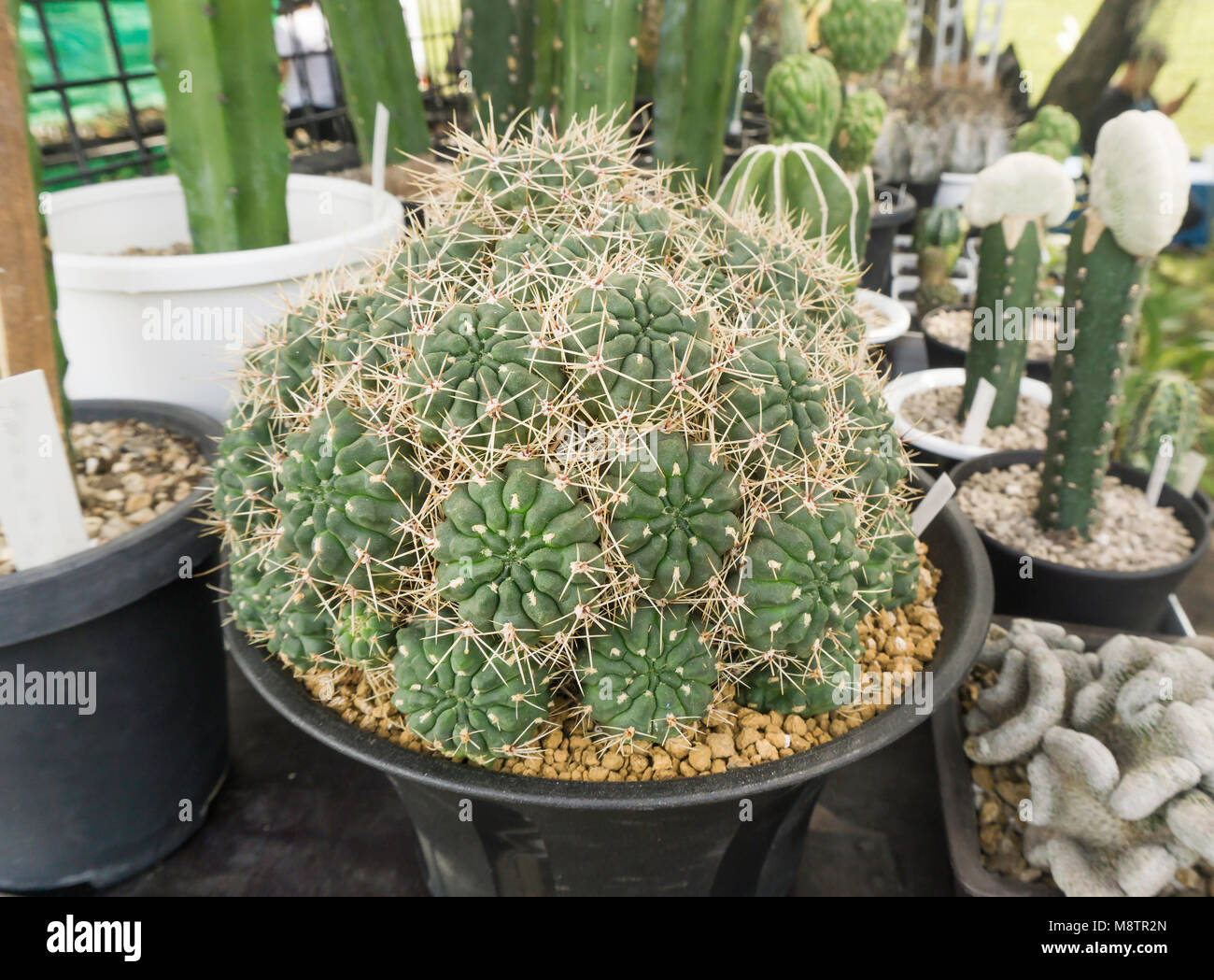 Closeup large green cactus in plant pot Stock Photo - Alamy