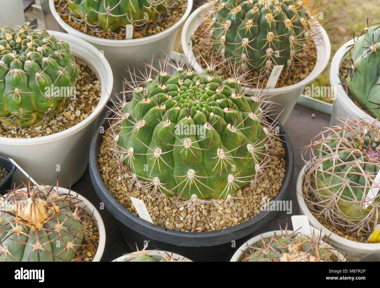 Closeup large green cactus in plant pot Stock Photo - Alamy