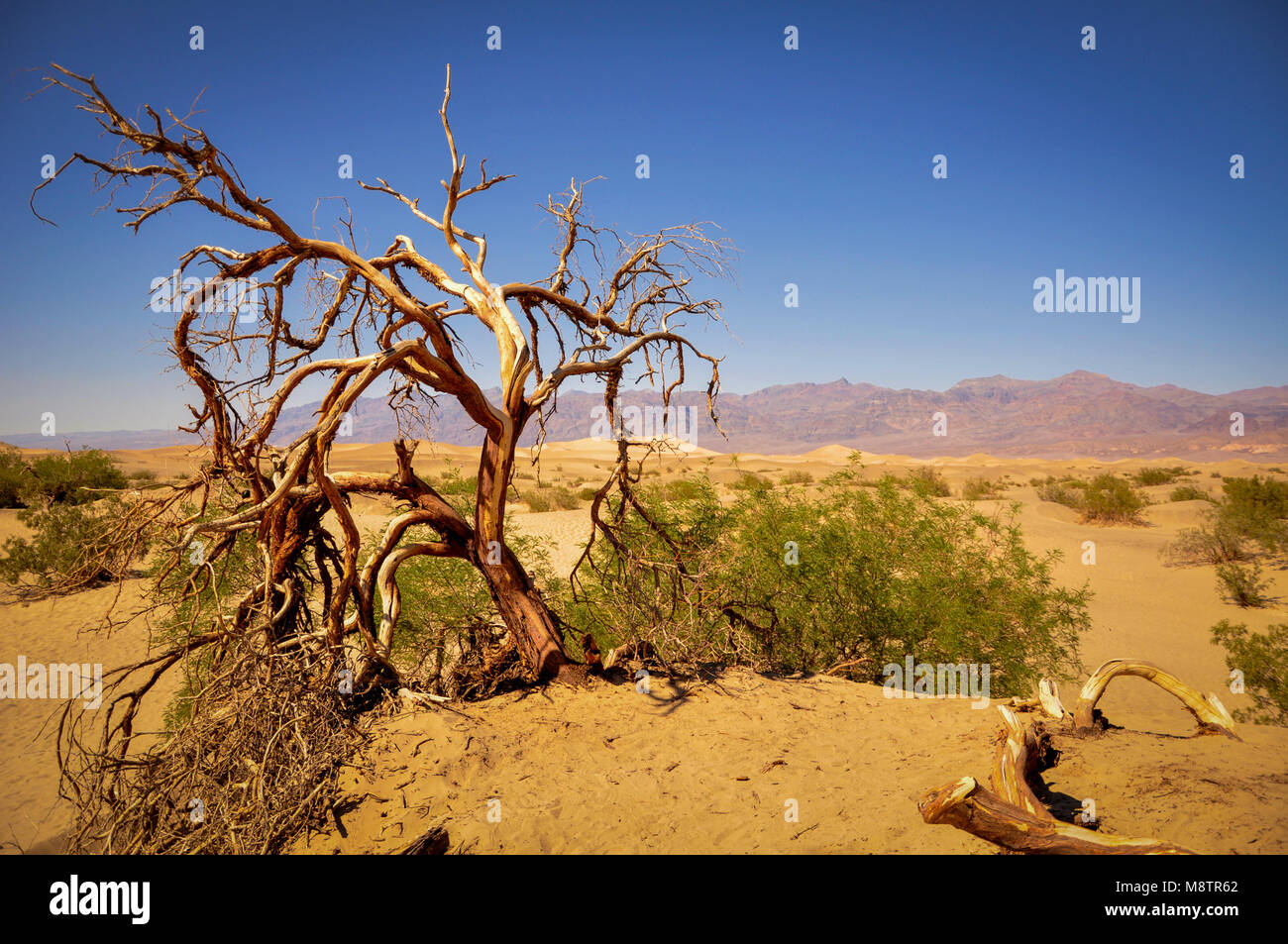 Twisted tree hi-res stock photography and images - Alamy