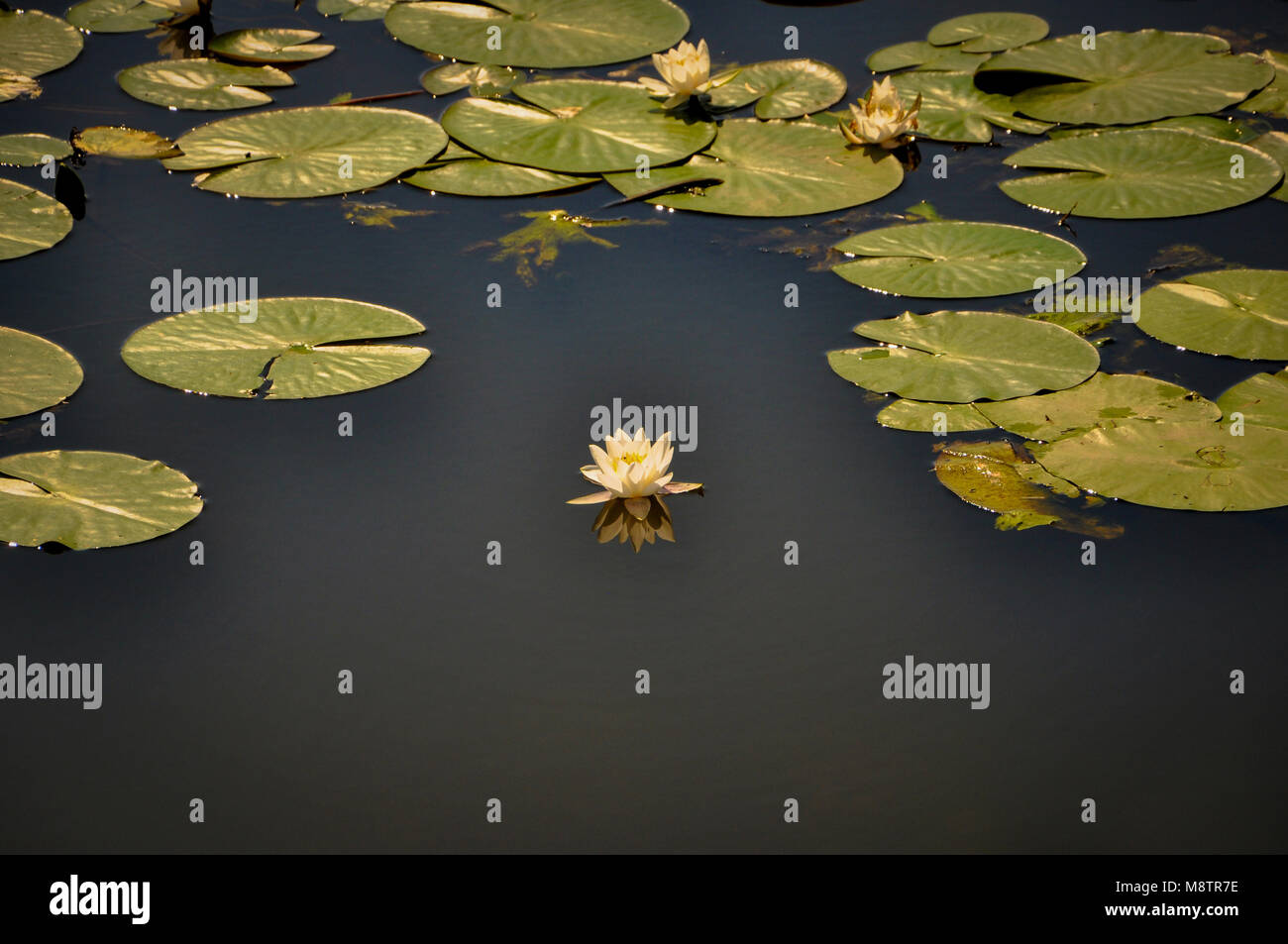 Floating Water Lilies on a Dutch River Stock Photo - Alamy