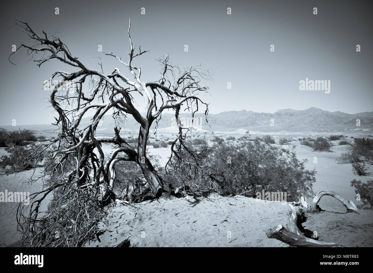 Yellow mesquite tree hi-res stock photography and images - Alamy