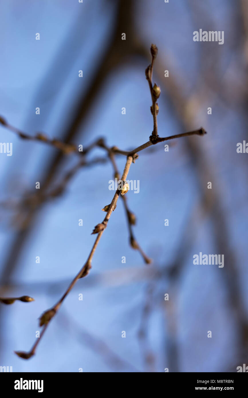 Close up of tightly closed buds forming on tree branches in early ...