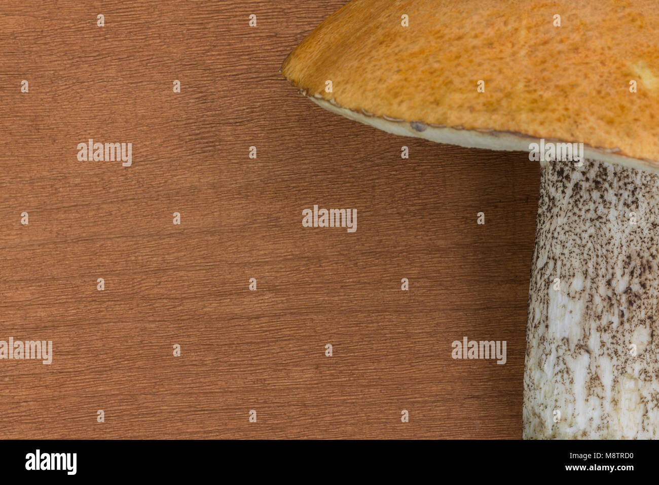 Boletus scaber hi-res stock photography and images - Alamy