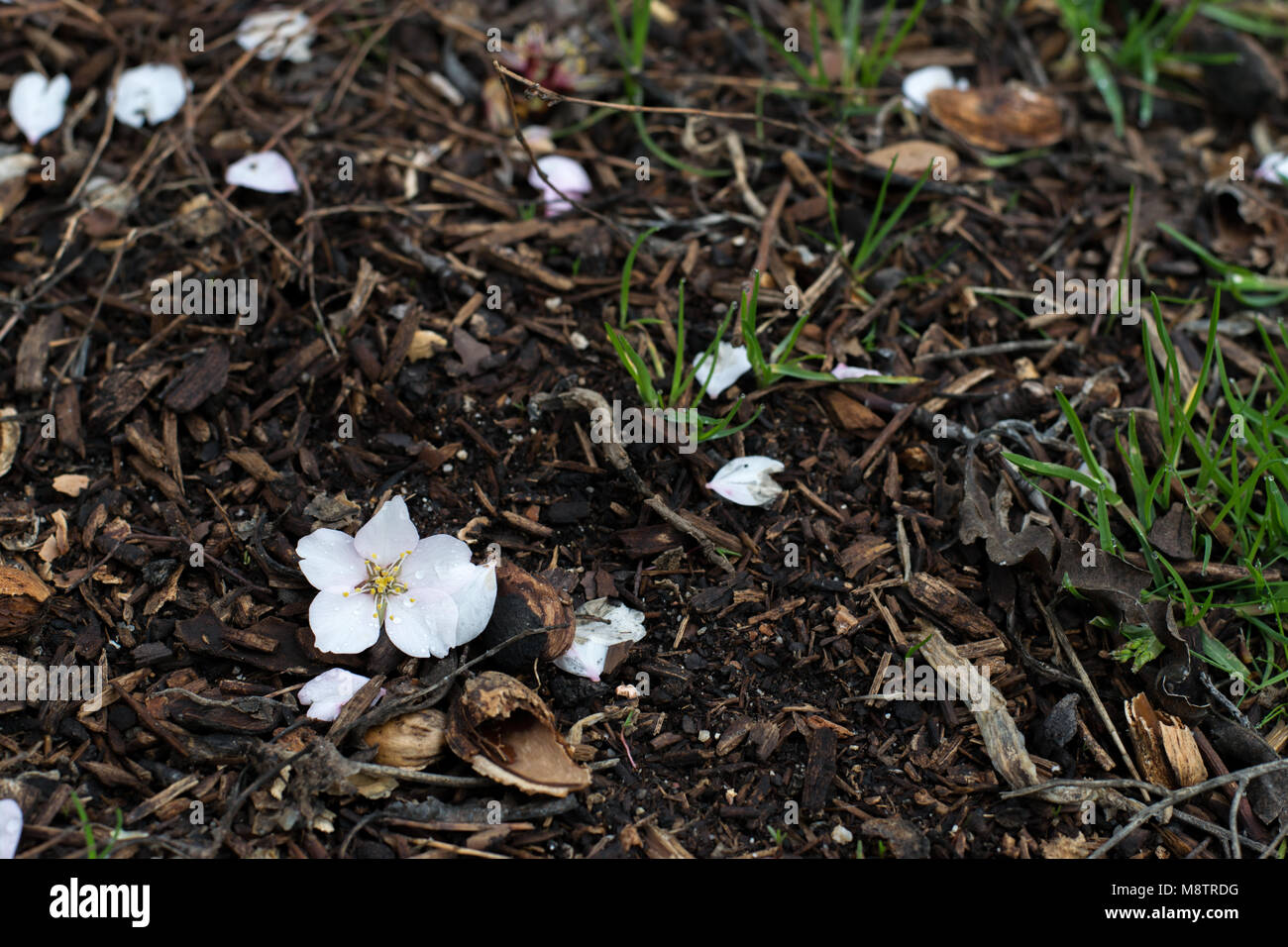 Single almond blossom fallen to the floor following heavy rains in ...