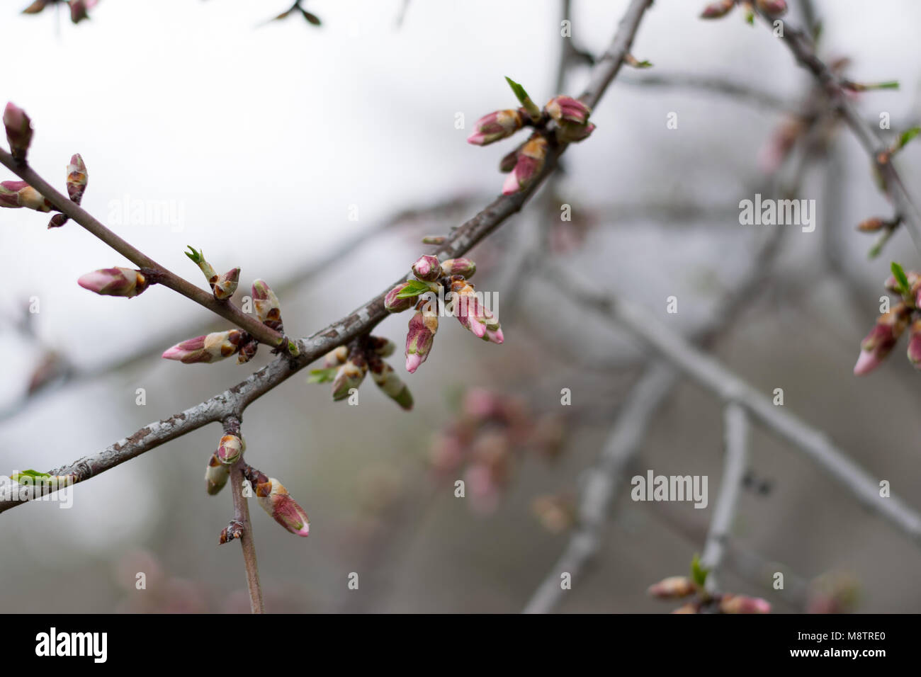 Almond buds hi-res stock photography and images - Alamy