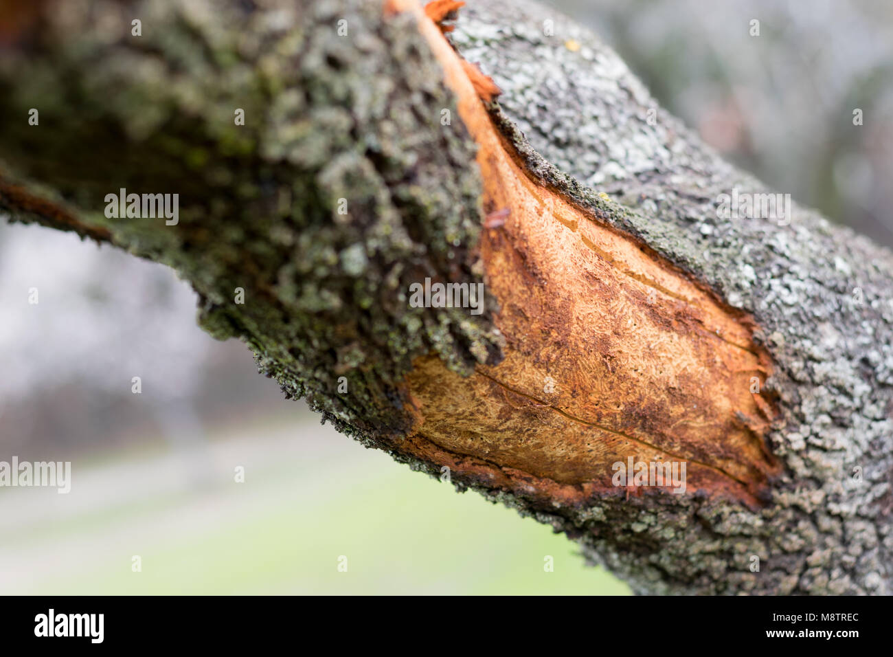 Close up of damaged bark on an almond tree trunk with splintered ...