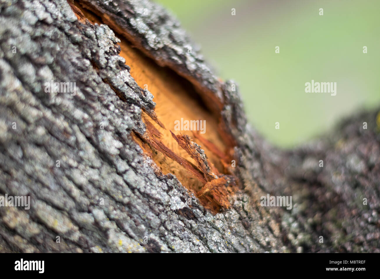 Splintered tree texture hi-res stock photography and images - Alamy