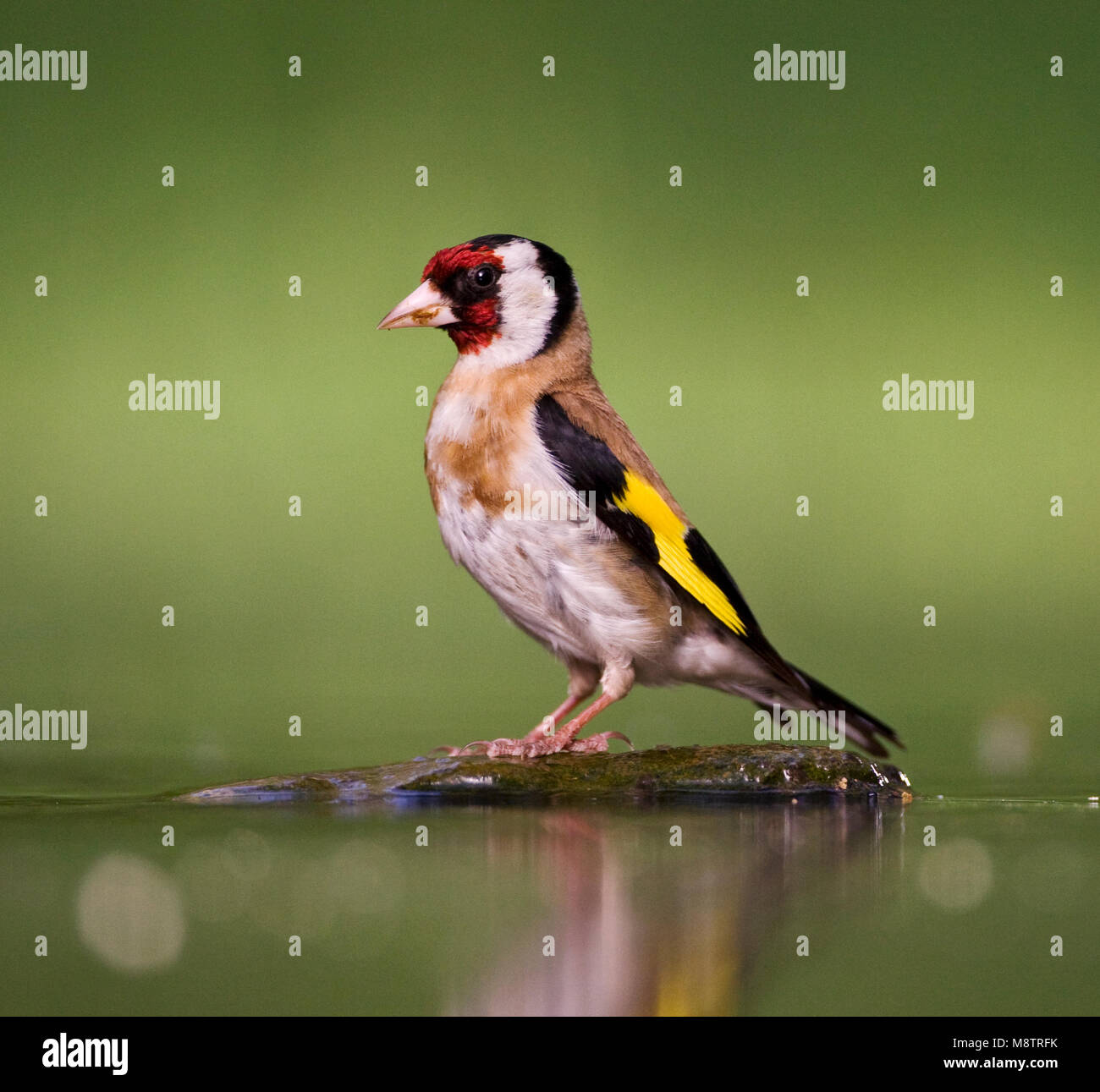 Putter bij drinkplaats; European Goldfinch at drinking site Stock Photo ...