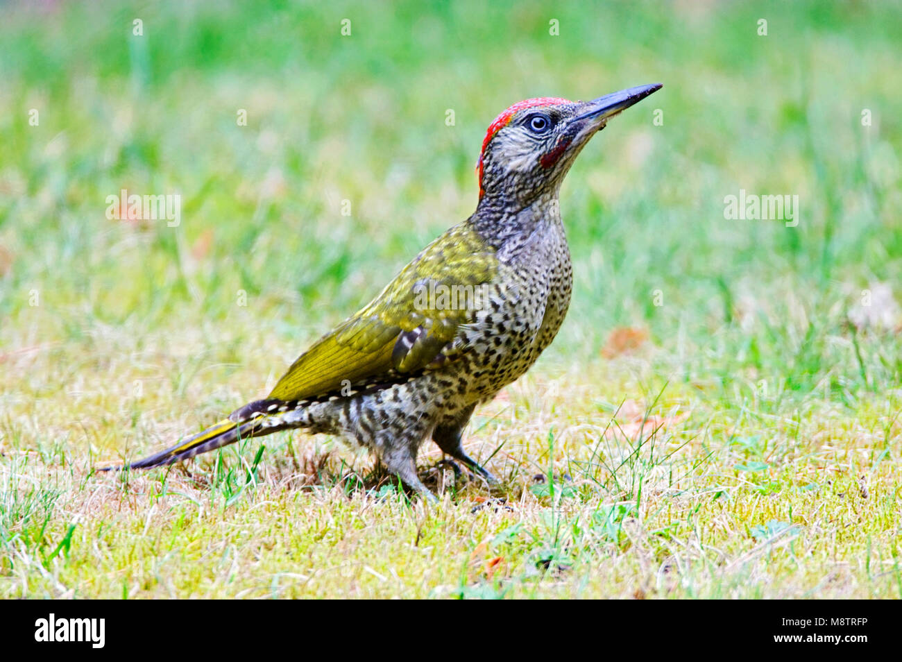 Juveniele Groene Specht; Juvenile European Green Woodpecker Stock Photo ...