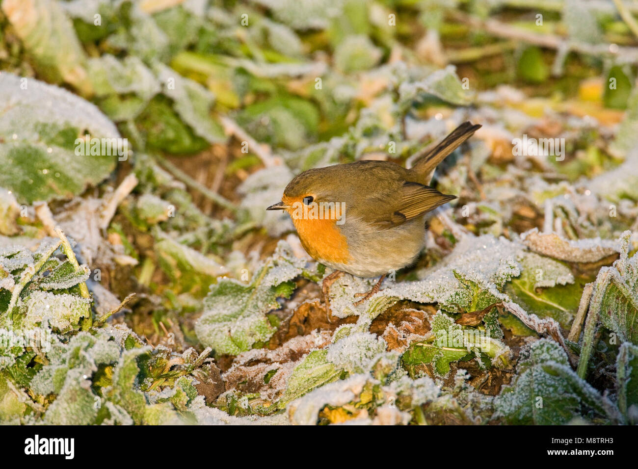 Robini hi-res stock photography and images - Alamy