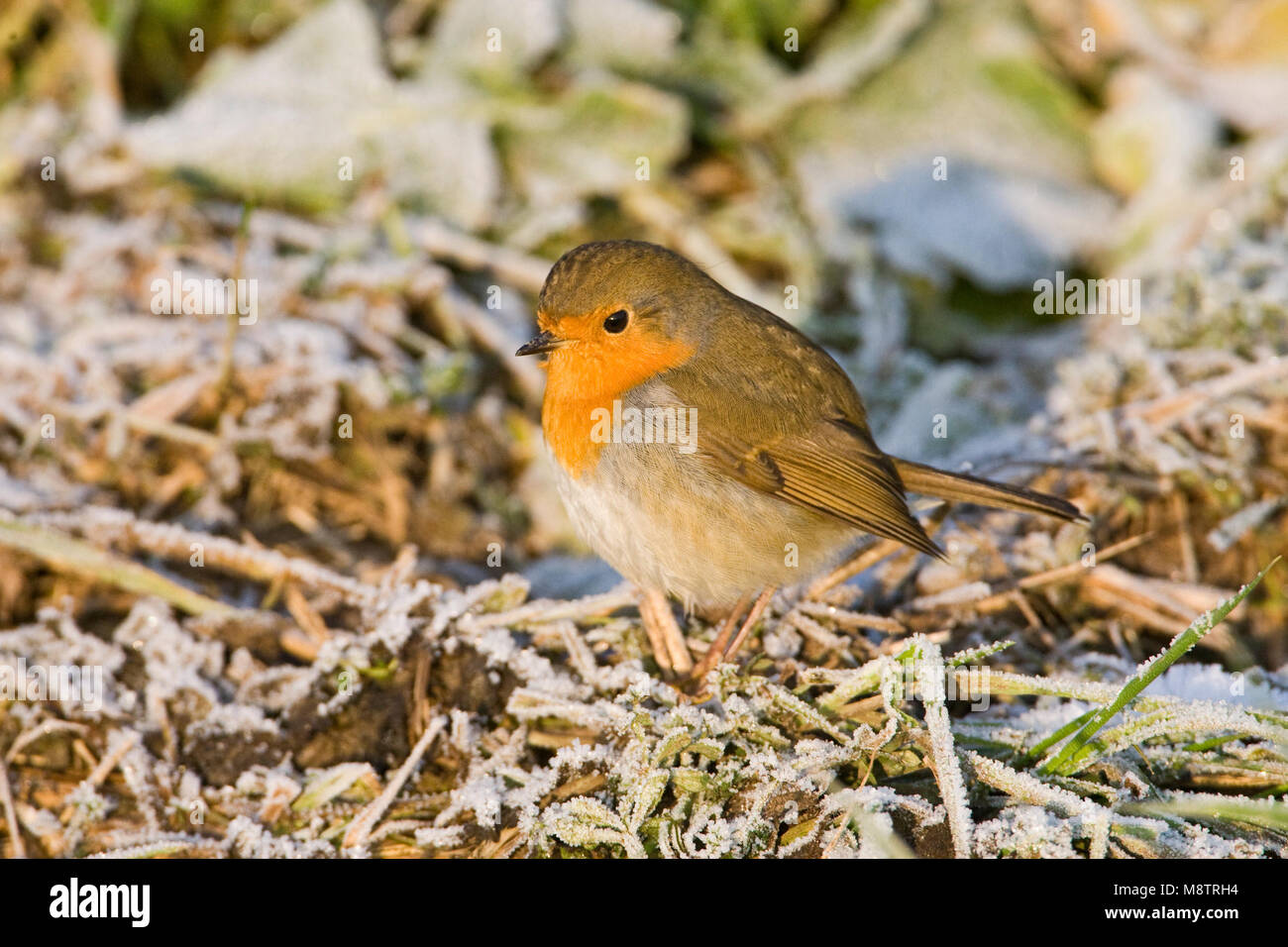 Robini hi-res stock photography and images - Alamy