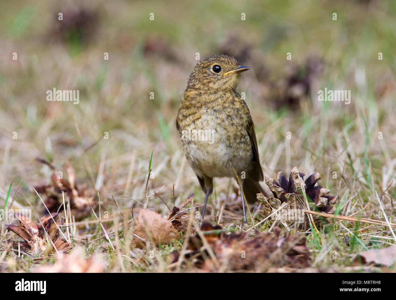 Juvenile robin hi-res stock photography and images - Alamy
