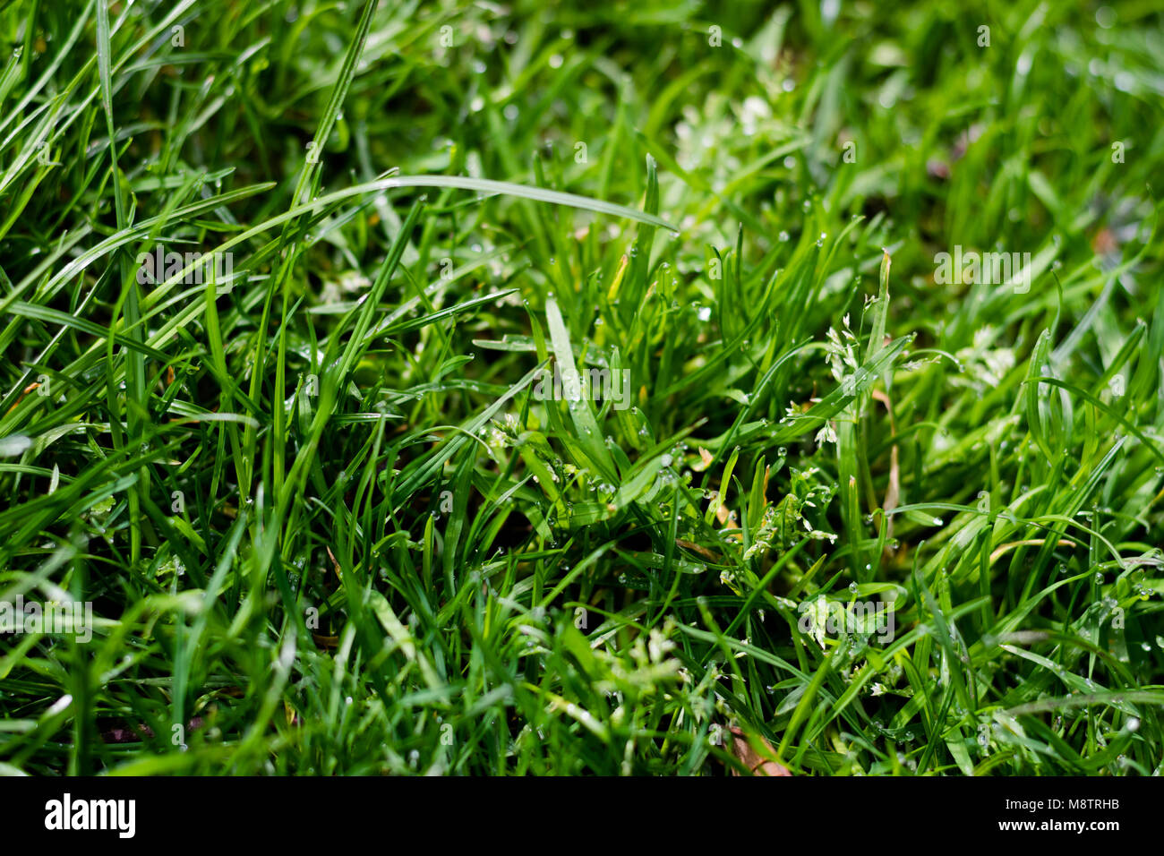 Close up of grass stalks covered in raindrops Stock Photo - Alamy