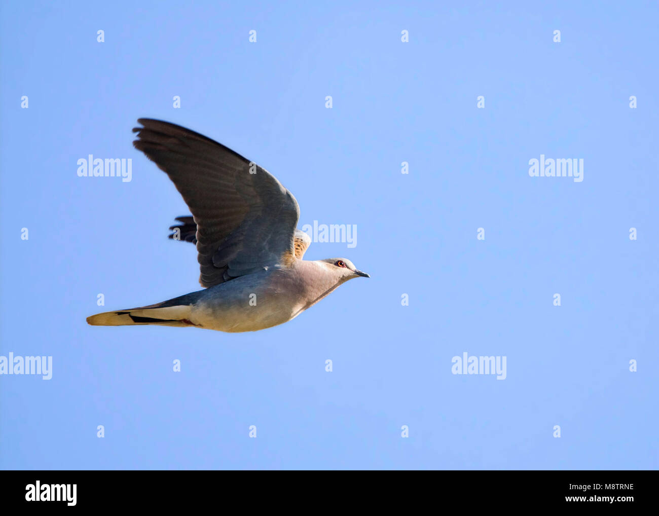Zomertortel in de vlucht; European Turtle Dove in flight Stock Photo ...