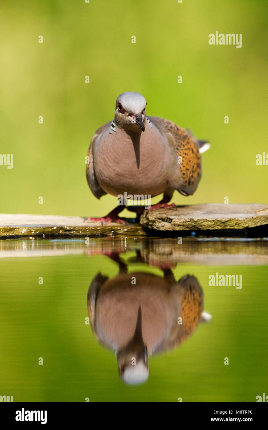 Zomertortel bij drinkplaats; European Turtle Dove at drinking site ...