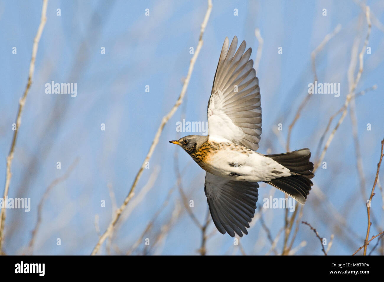 Kramsvogel in de vlucht; Fieldfare in flight Stock Photo - Alamy