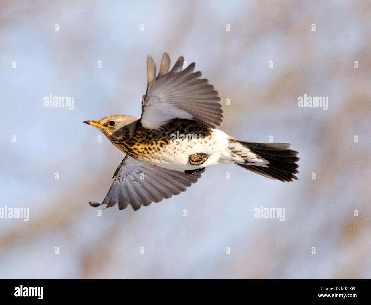 Kramsvogel in de vlucht; Fieldfare in flight Stock Photo - Alamy