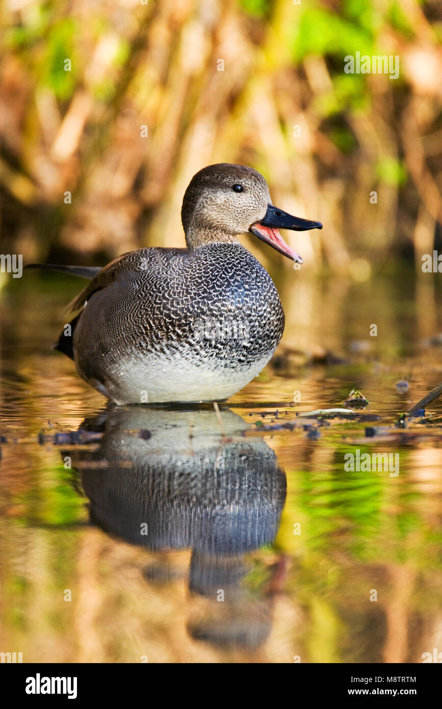 Mannetje Krakeend; Male Gadwall Stock Photo - Alamy