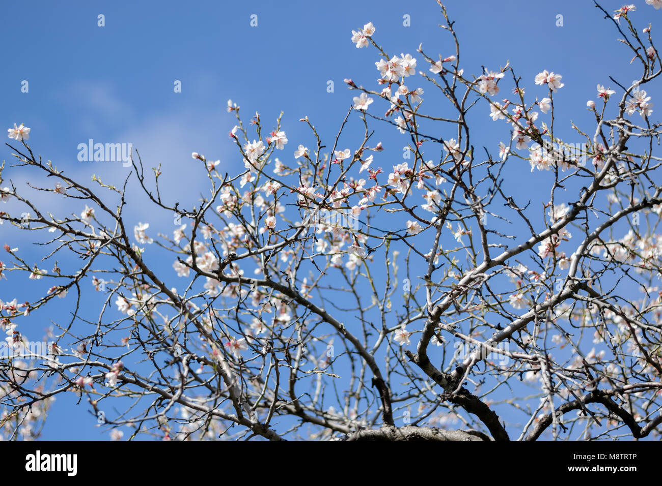 Tips of almond branches with first spring blossom reaching for the sky ...