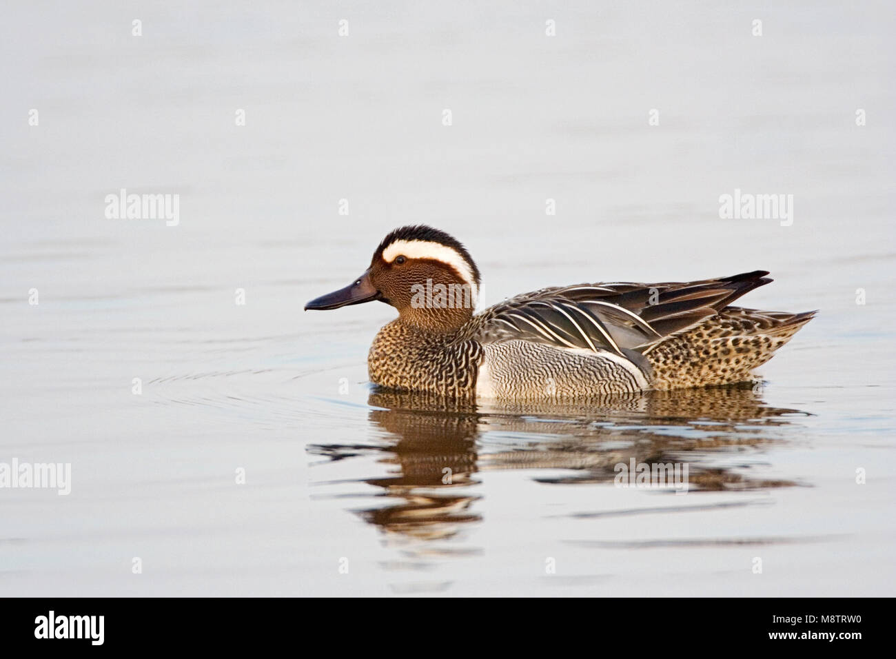 Garganey hi-res stock photography and images - Alamy
