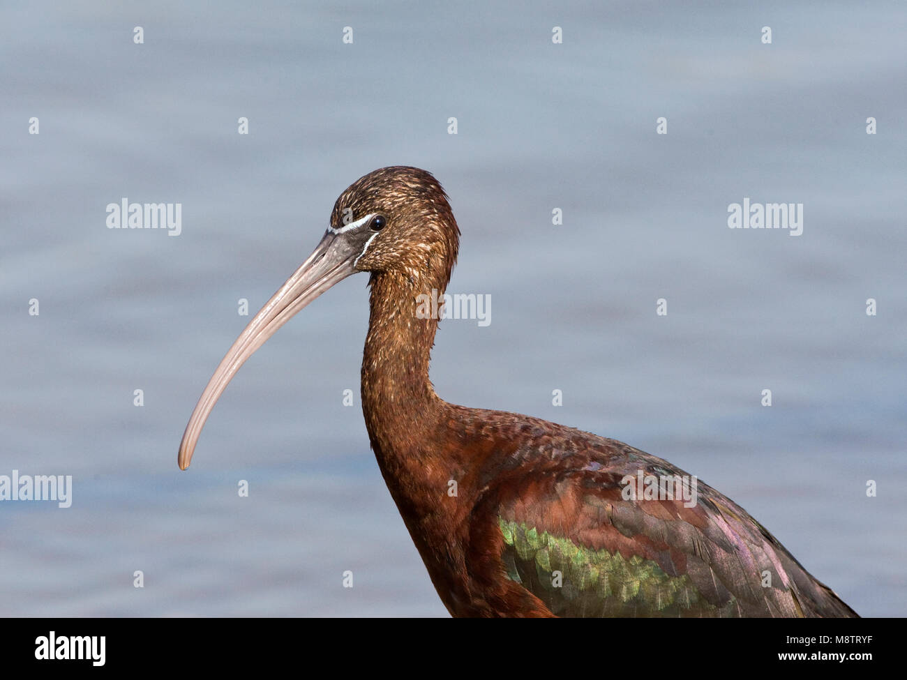 Ibis head hi-res stock photography and images - Alamy