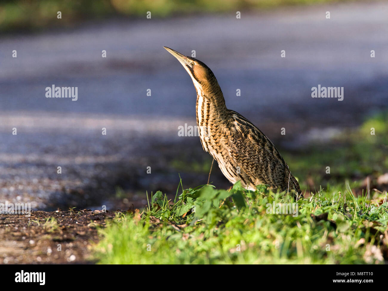 Roerdomp op ongewone plek; Eurasian Bittern at unusual site Stock Photo ...
