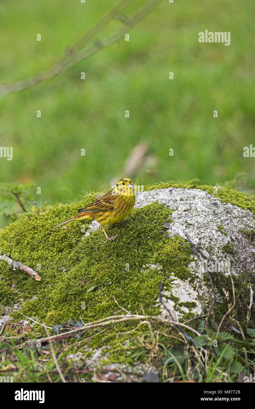 Yellowhammer Emberiza citrinella male on mossy rock Dartmoor National ...