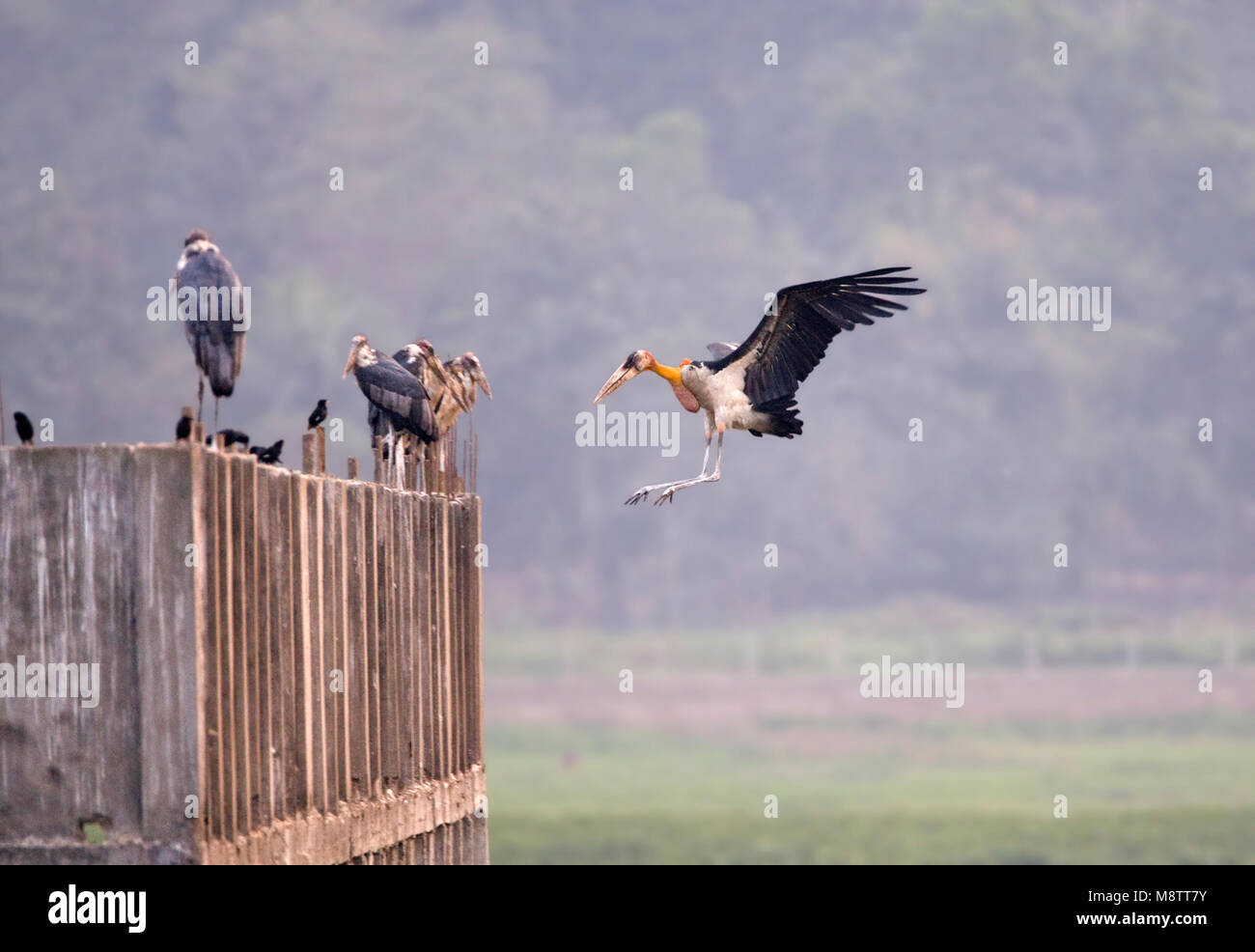 Indische maraboe hi-res stock photography and images - Alamy