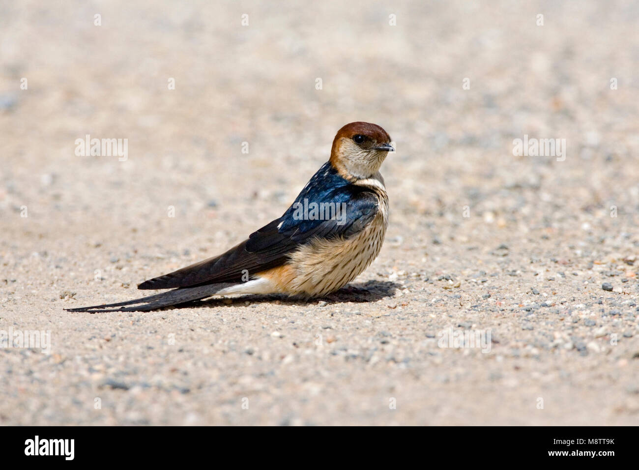 Greater striped swallow cecropis cucullata hi-res stock photography and ...