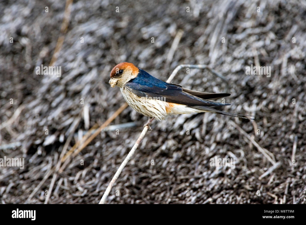 Greater striped swallow cecropis cucullata hi-res stock photography and ...