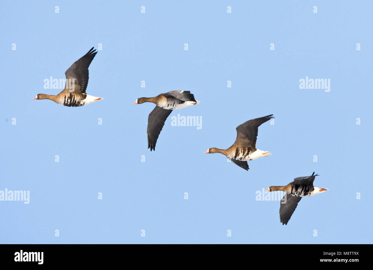 Flying white goose hi-res stock photography and images - Alamy