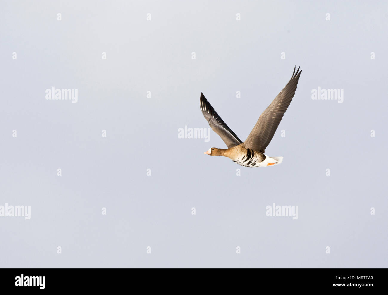 Kolgans in de vlucht; Greater White-fronted Goose in flight Stock Photo ...