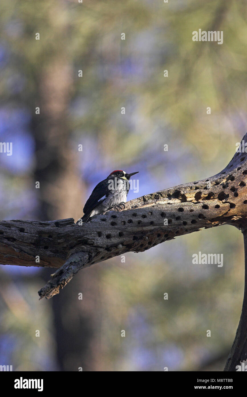 Acorn woodpecker Melanerpes formicivorus Little Walnut Picnic Ground ...