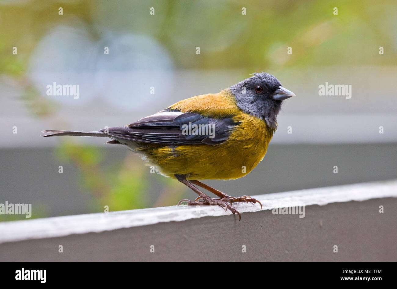 Grey hooded sierra finch phrygilus gayi hi-res stock photography and ...