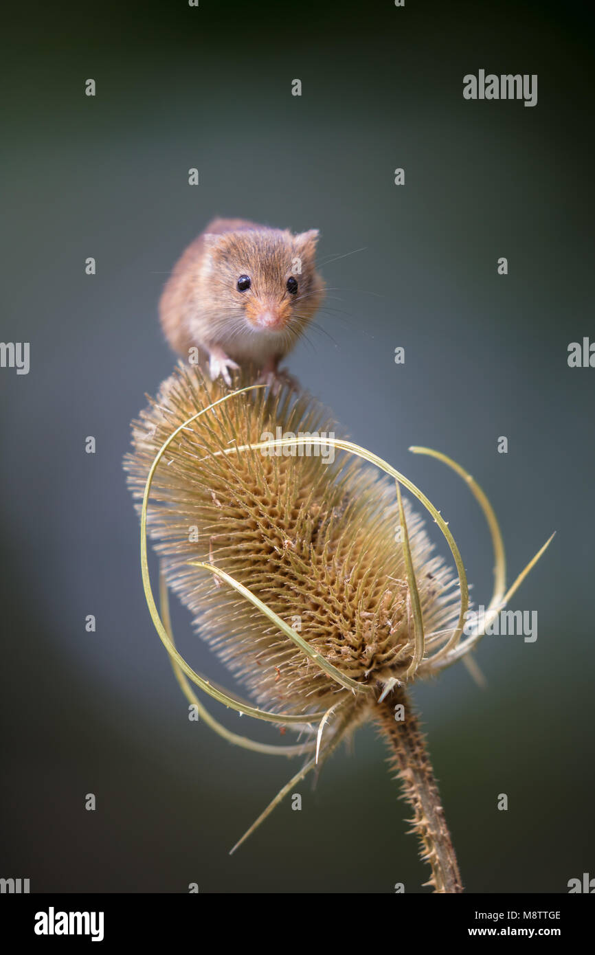 Harvest mouse sat on some teasel looking straight at the camera Stock ...