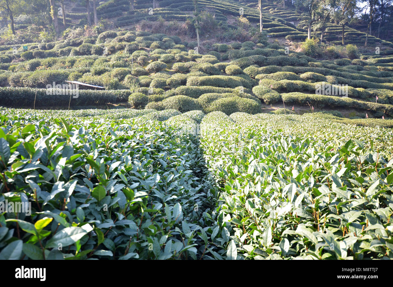 Beautiful fresh green chinese Longjing tea plantation. Meijiewu ...