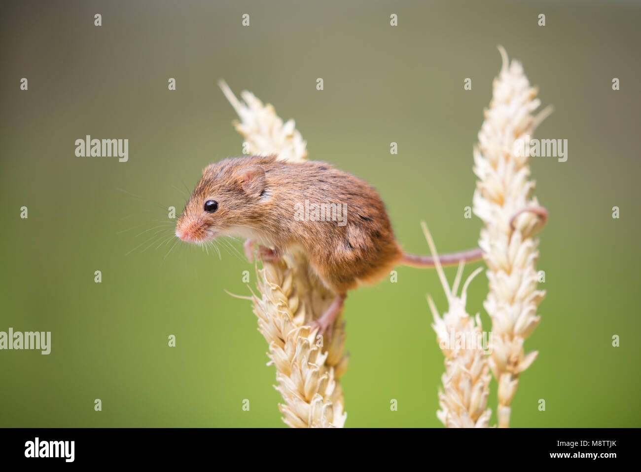 Harvest mouse balance between some wheat stalks Stock Photo - Alamy