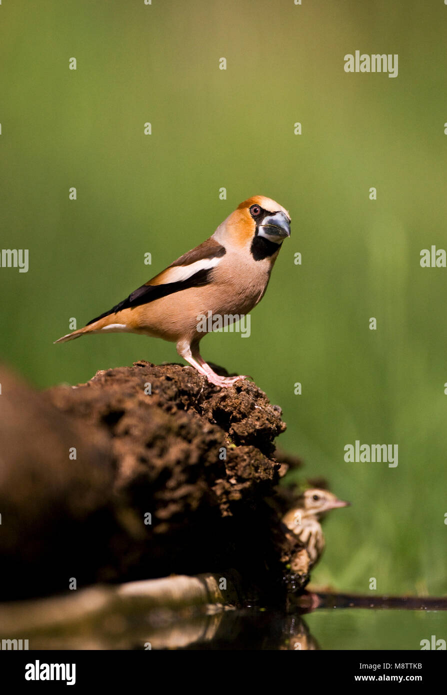 Volwassen hi-res stock photography and images - Alamy