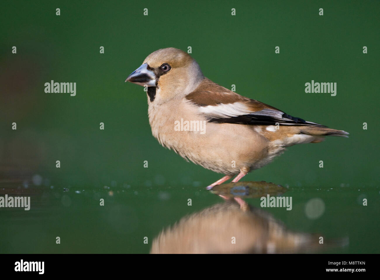 Volwassen hi-res stock photography and images - Alamy