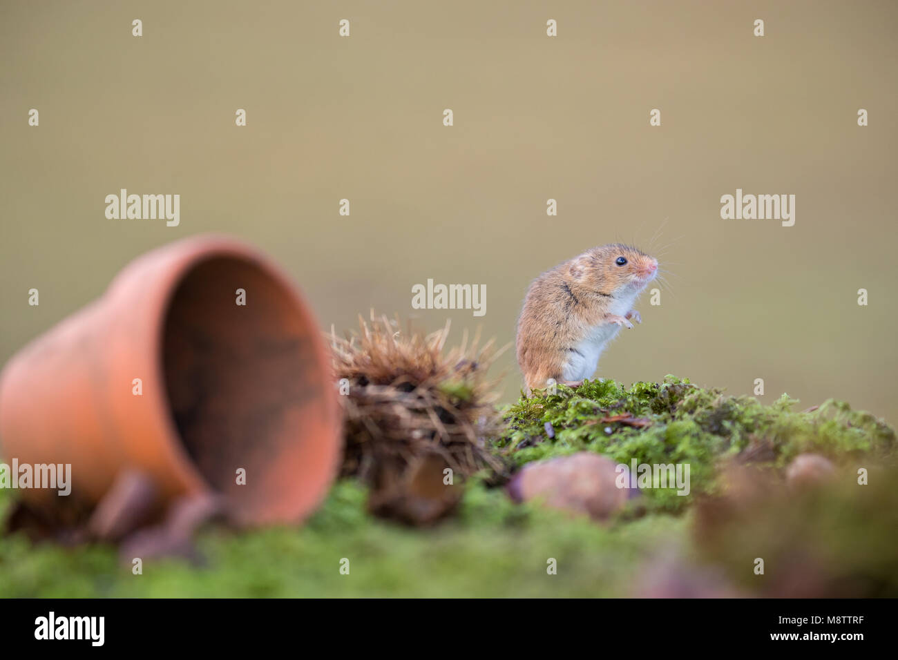 Harvest mouse sniffing the air Stock Photo - Alamy