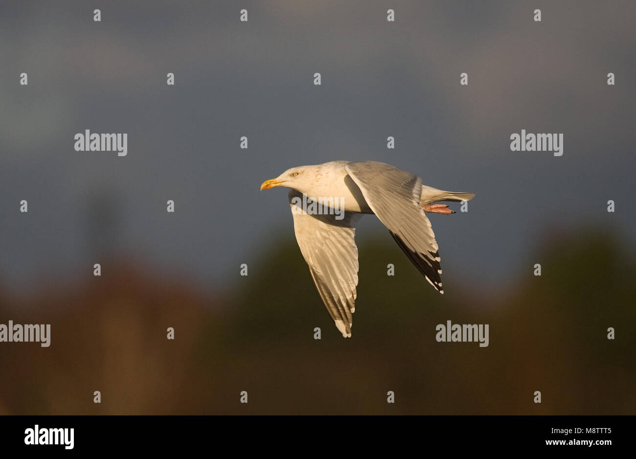 Flying adult bird hi-res stock photography and images - Alamy