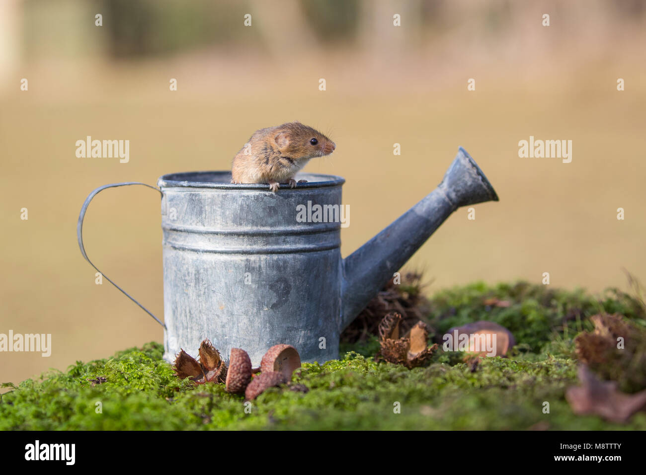 Harvest mouse exploring a watering can Stock Photo - Alamy
