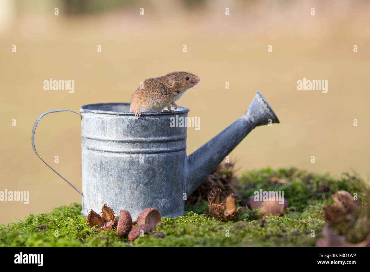 Harvest mouse exploring a watering can Stock Photo - Alamy