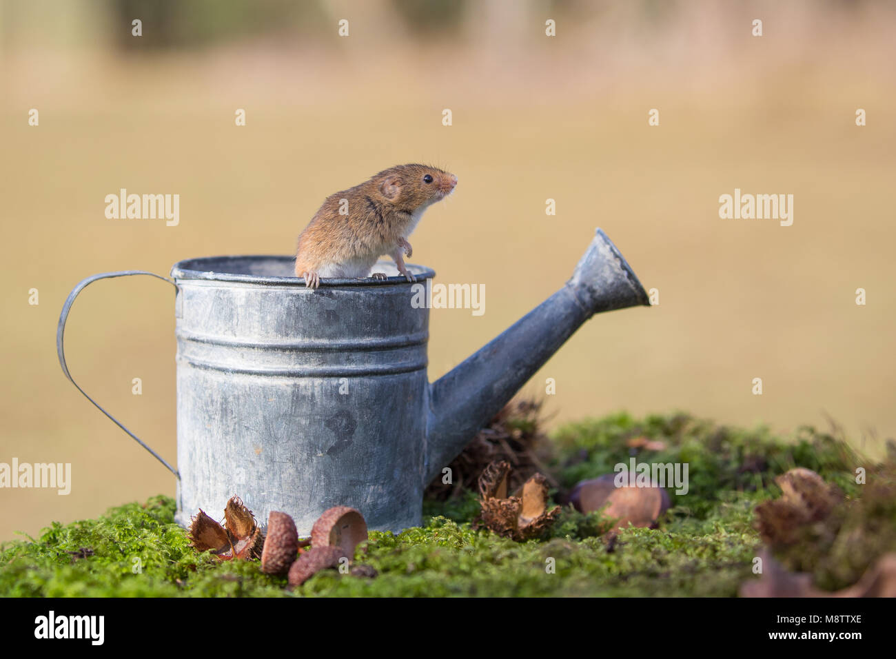 Harvest mouse exploring a watering can Stock Photo - Alamy