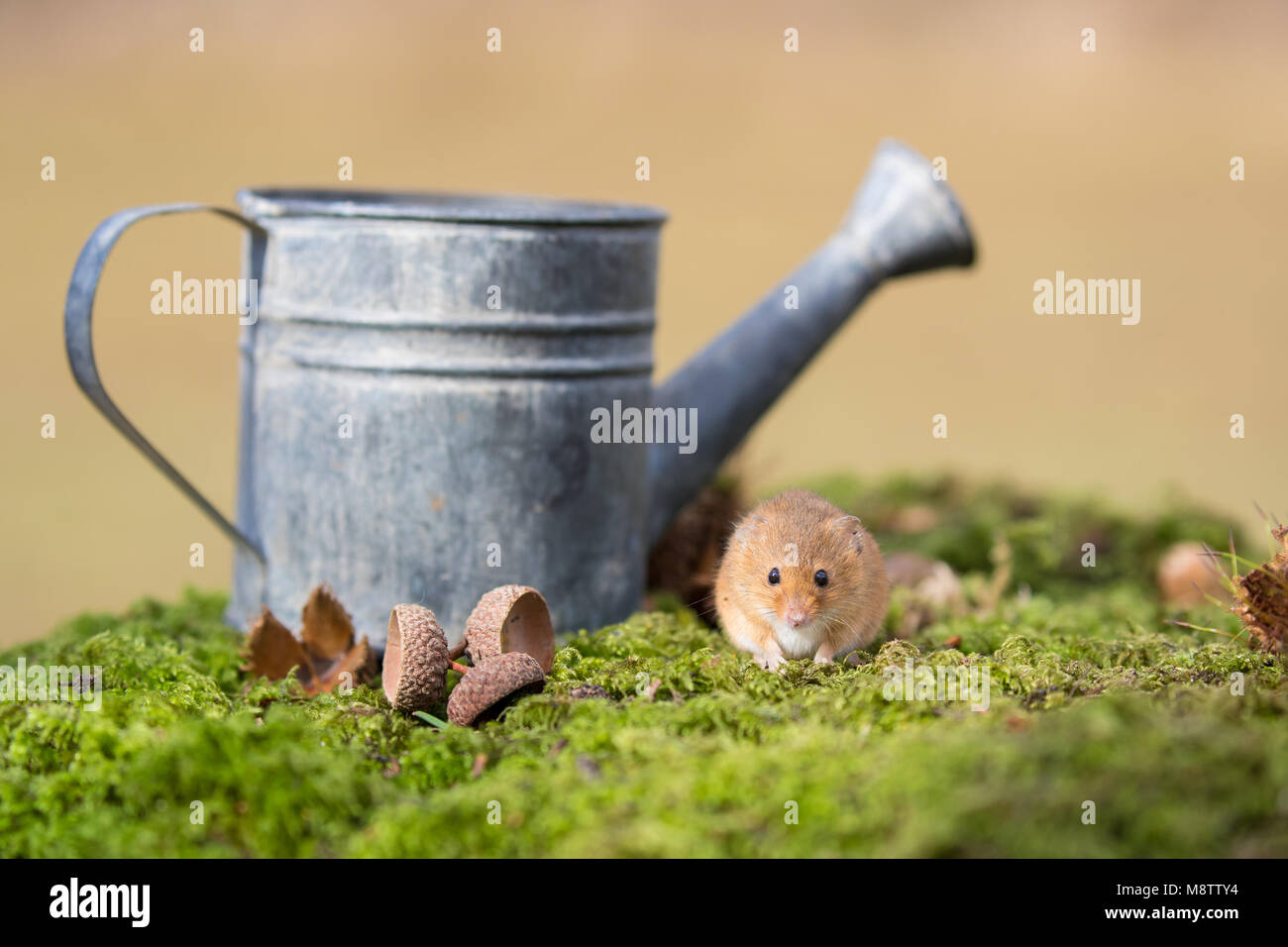 Harvest mouse nestling by a watering can Stock Photo - Alamy