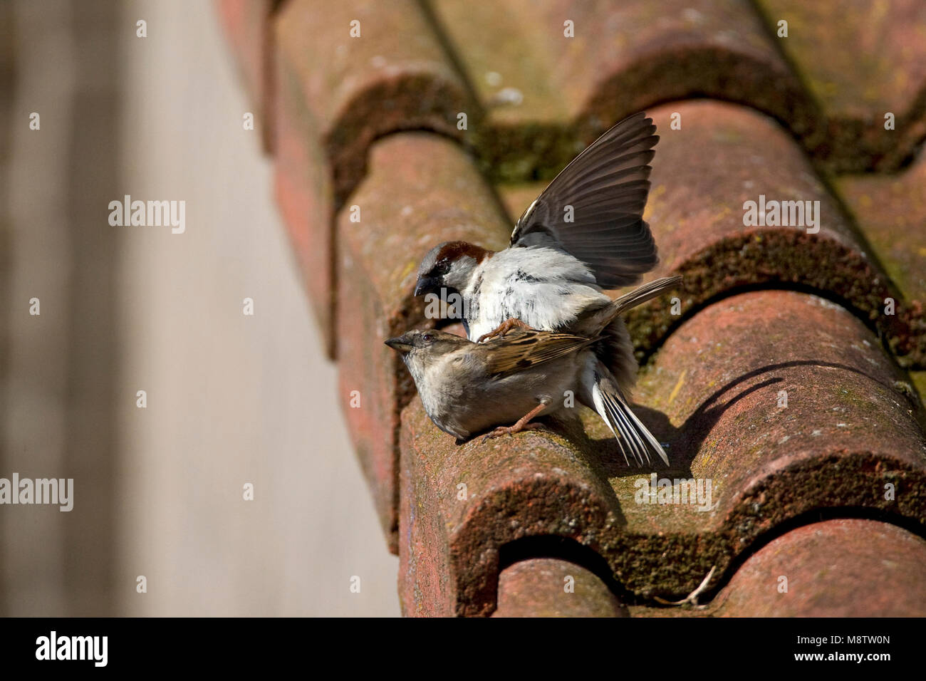 House sparrow mating hi-res stock photography and images - Alamy